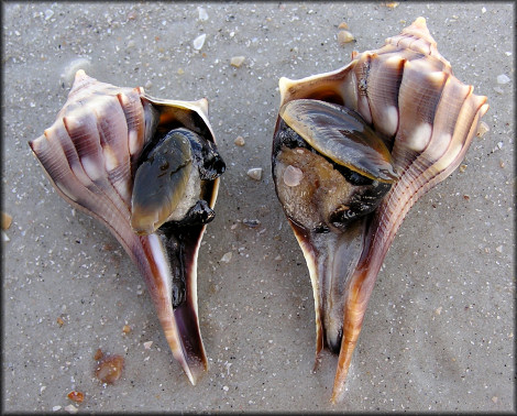 Mollusca Phylum Skeletal System Platyhelminthes Phylum Skeletal