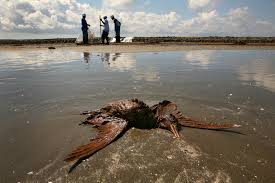 Oil Spill: Marine Animals - Sea Turtle Camp