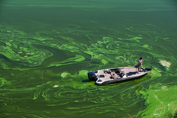 Eutrophication - Sea Turtle Camp