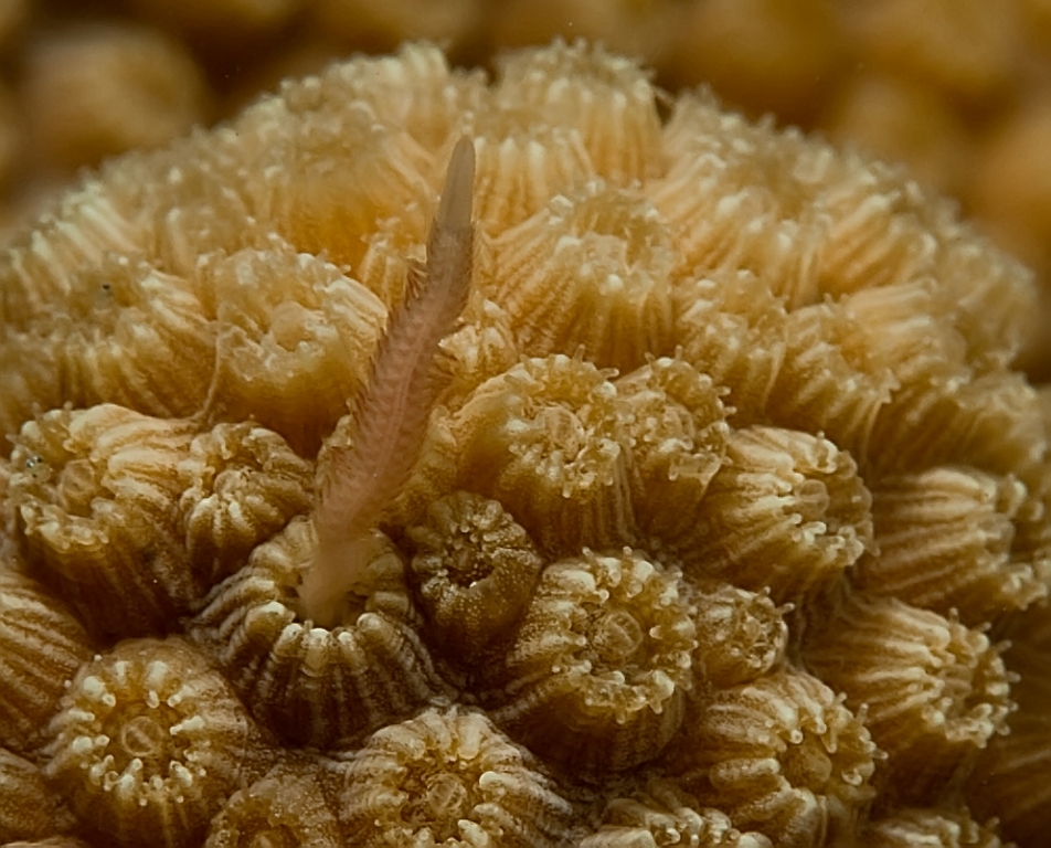 Coral Bleaching - Sea Turtle Camp