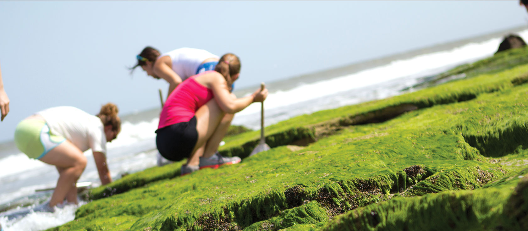 Marine Biology Summer Camp Programs In NC Sea Turtle Camp