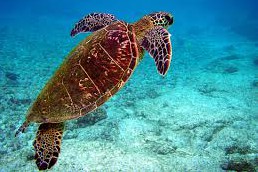Black Sea Turtle: A Unique Marine Turtle - Sea Turtle Camp