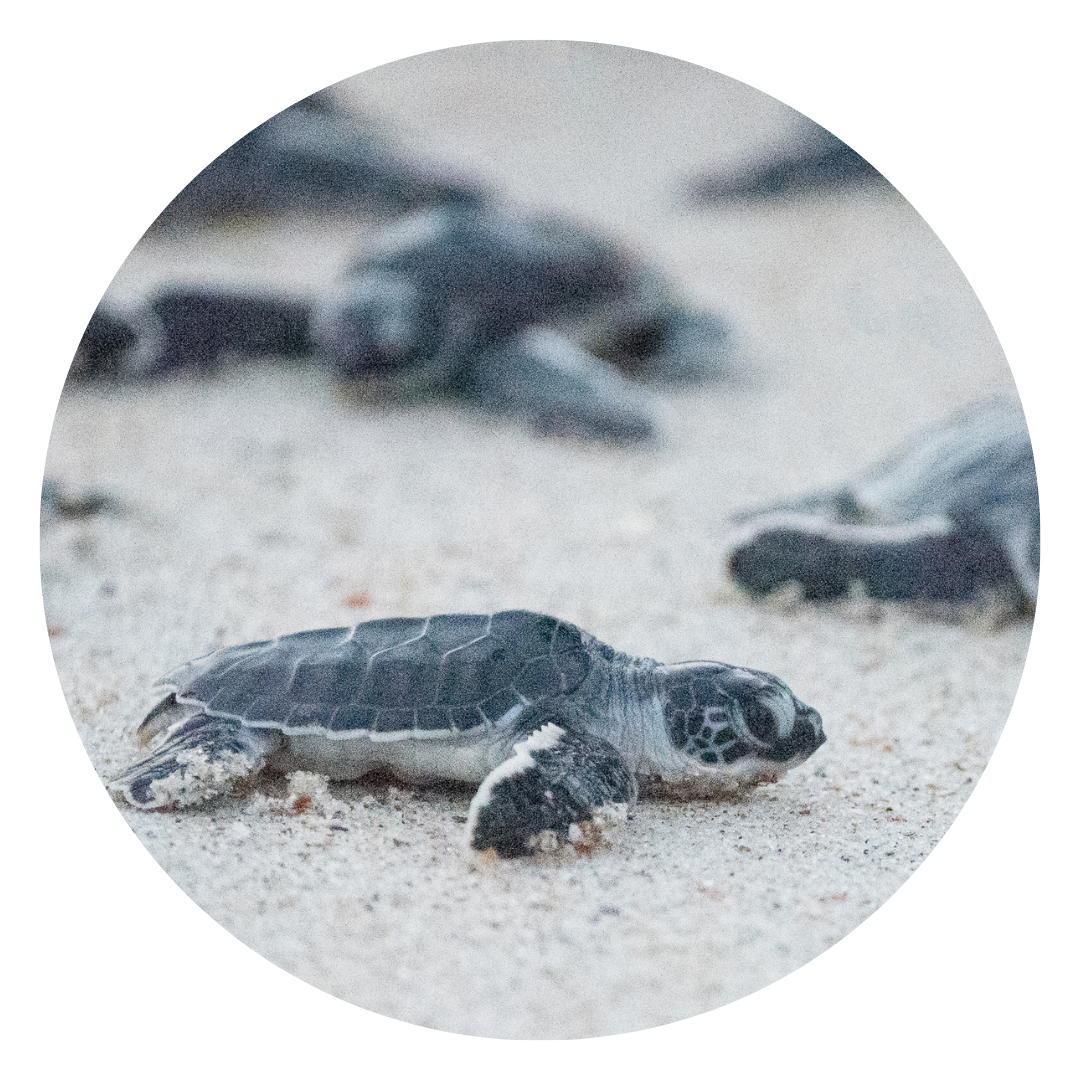 Marine Biology Immersion Camp for Teens - Sea Turtle Camp